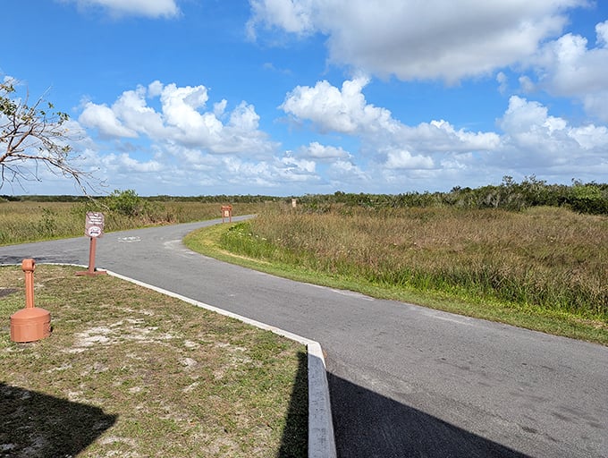The path stretches before you like nature's red carpet, inviting exploration through the heart of the Everglades.