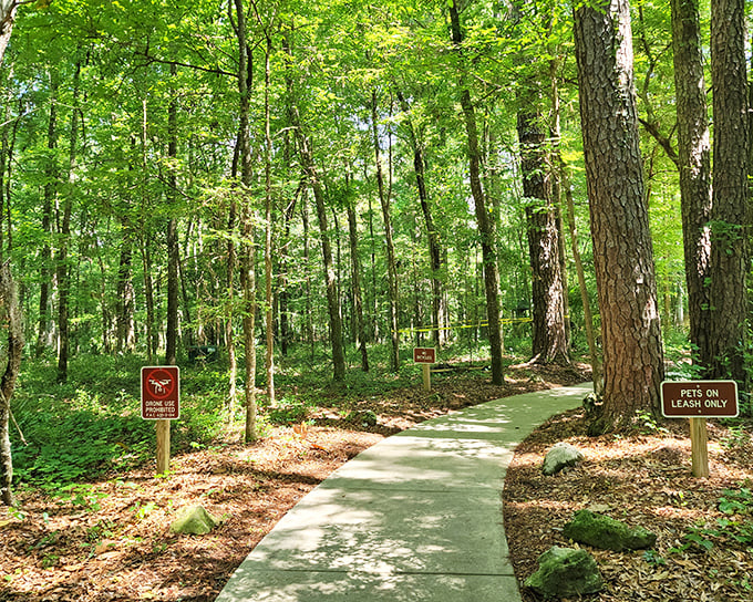 A sunlit path through towering pines &ndash; Mother Nature's version of a red carpet welcome.