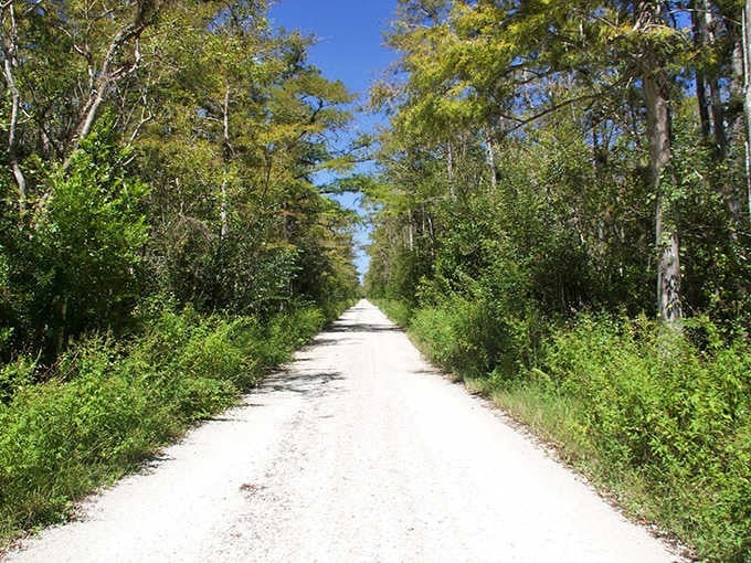 Under clear blue skies, this quiet tree lined road stretches ahead like a peaceful path to adventure.