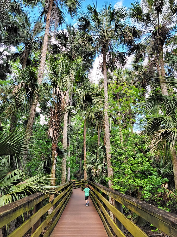 Cypress knees peek through still waters alongside the boardwalk, nature's sculptures formed over decades in this pristine wetland.