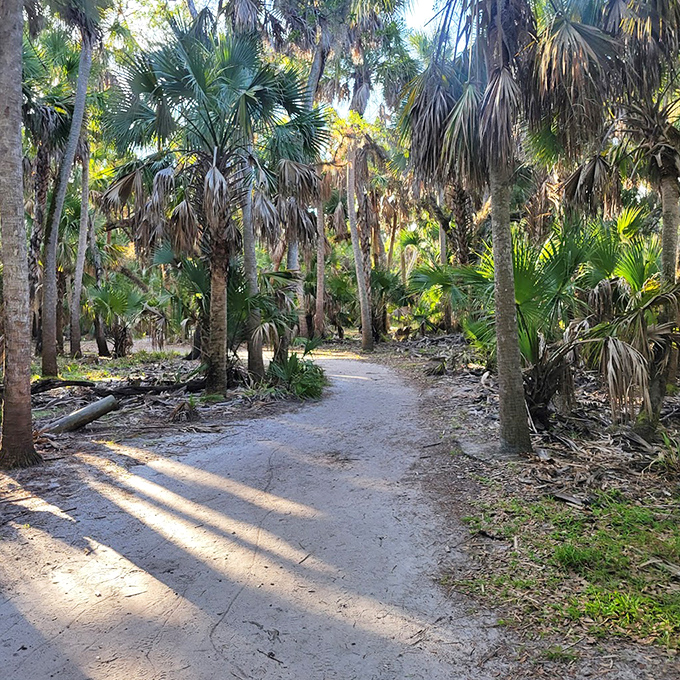 Nature's cathedral: walking through this palm-lined path feels like entering a sacred space designed by time itself.