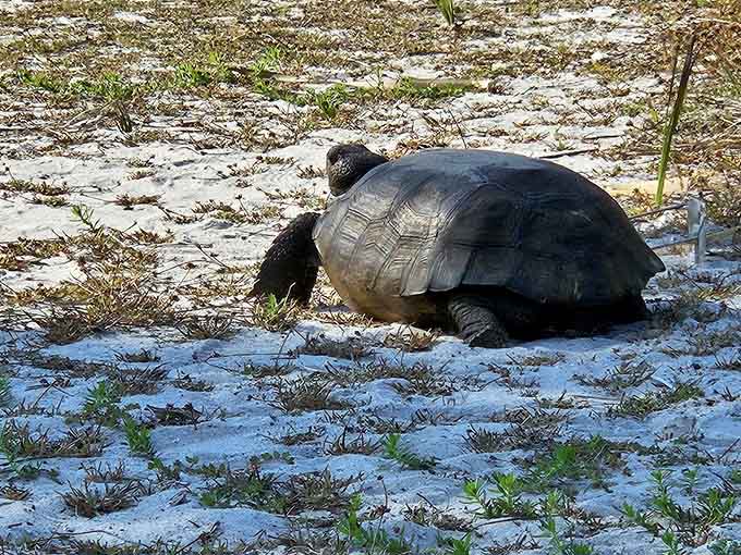 Meet the island's slowest resident, who's been perfecting the art of not caring about your schedule since before you were born.