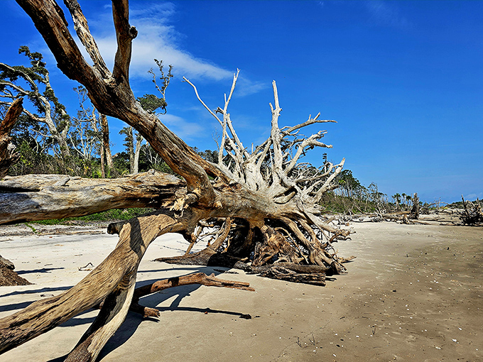 Ancient trees, bleached white by sun and salt, create nature's sculpture garden along Boneyard Beach at Big Talbot Island – Florida's most hauntingly beautiful shoreline.