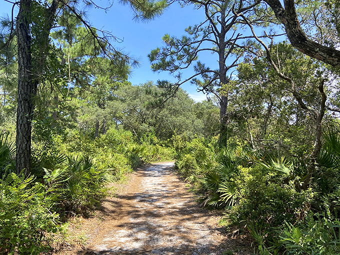 A wooden boardwalk cuts through Big Talbot Island's maritime forest, offering a smooth path for explorers seeking the park's famous driftwood beach and coastal views.
