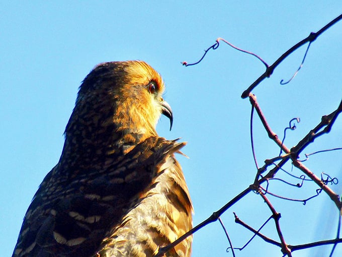 This raptor's intense gaze captures the wild spirit of Paynes Prairie &ndash; a reminder that you're visiting their territory, not the other way around.
