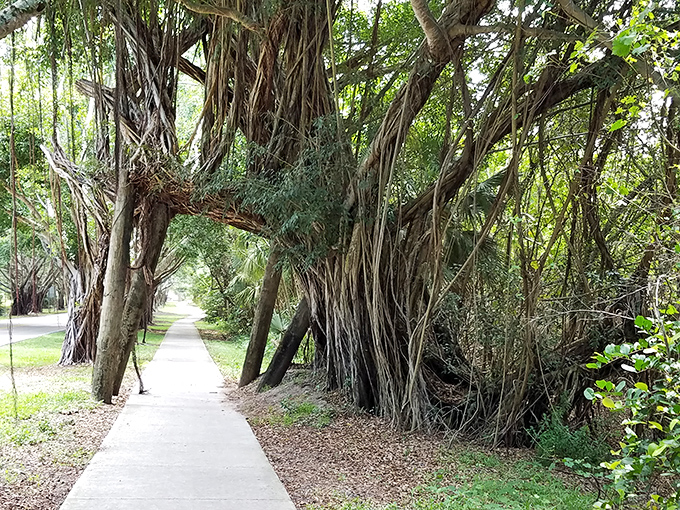 These twisted trunks and aerial roots form natural sculptures more impressive than any human-made monument.