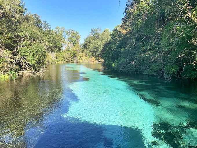River: Nature's own light show happens where sunlight hits the crystal-clear spring water, creating that unmistakable turquoise glow that defines Florida's natural springs.
