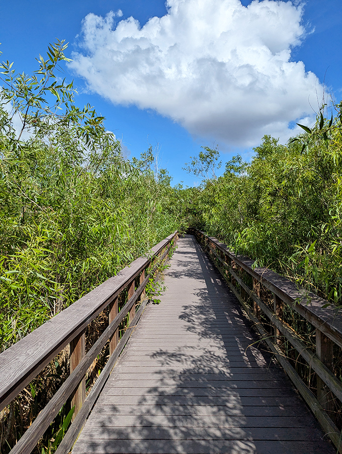 Wooden boardwalks thread through dense vegetation, offering safe passage through what feels like Jurassic Park's backyard.