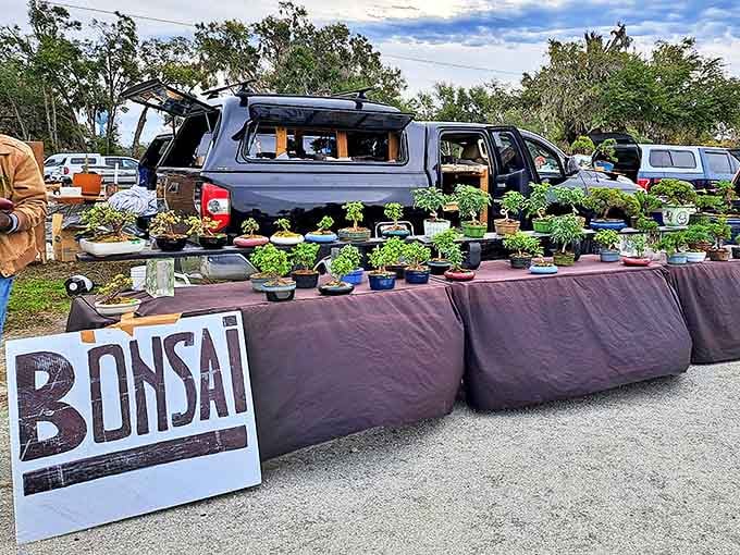 Tiny trees, enormous patience! These meticulously cultivated bonsai specimens represent years of artistic dedication, creating living sculptures in miniature form.