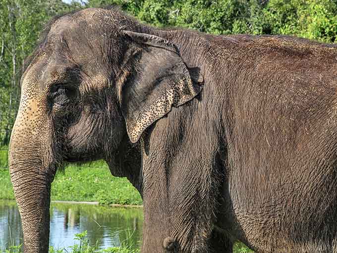 Up close with wisdom &ndash; an elephant's weathered face tells stories of decades lived with intelligence that rivals our own.