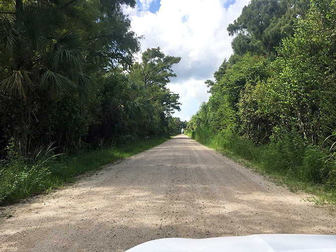 Lush greenery lines both sides of the road, showcasing Florida's incredible biodiversity in its most natural state.
