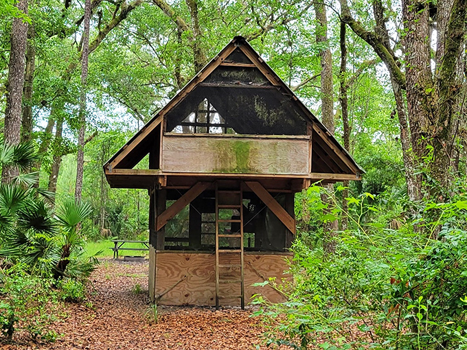 This rustic observation shelter stands like a woodland sentinel, offering shade and wildlife viewing for weary hikers.