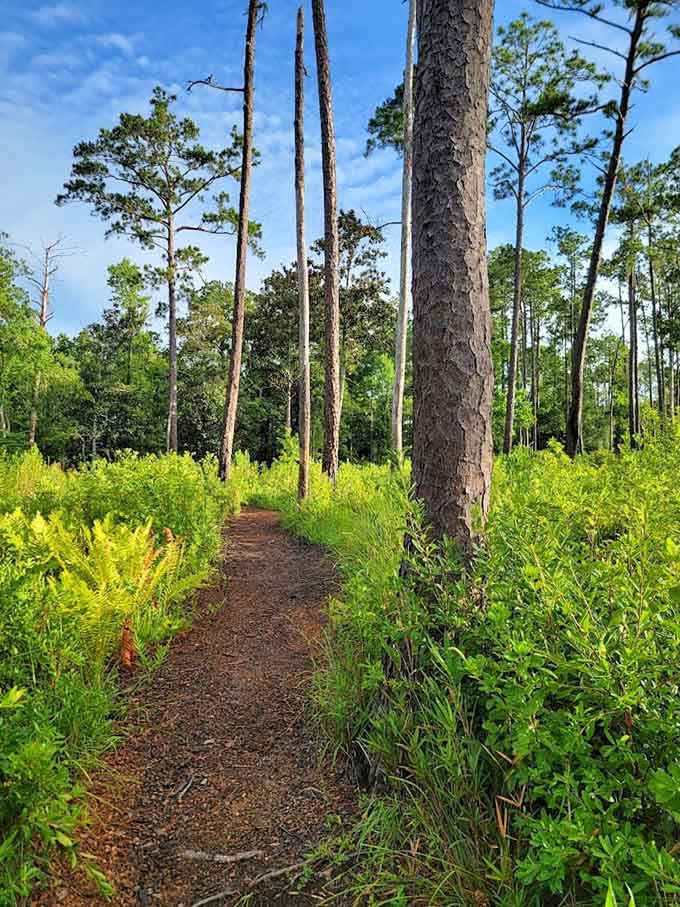 Sometimes the journey matters as much as the destination, especially when the journey looks like a scene from a fairy tale minus the talking animals.