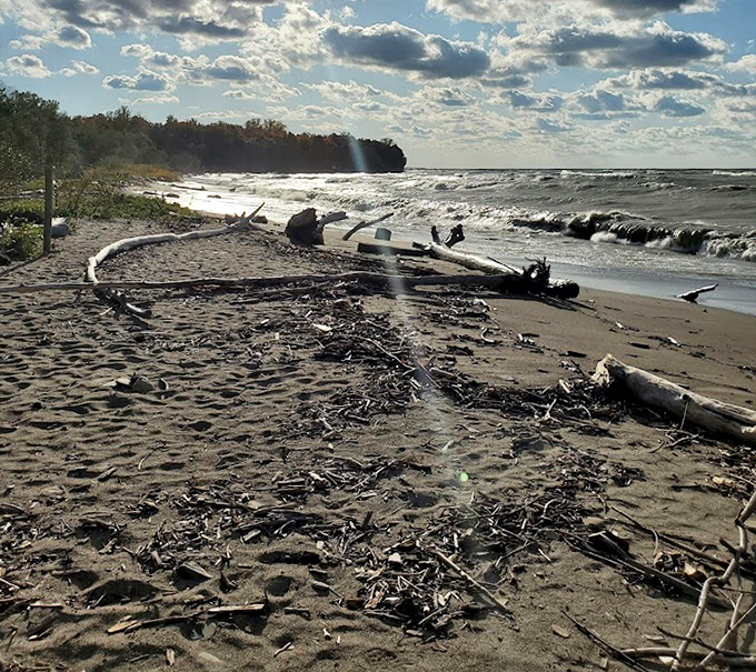 After storms, Avalon's beach reveals its wild character&mdash;driftwood sculptures arranged by the sea itself, a natural art installation constantly in flux.