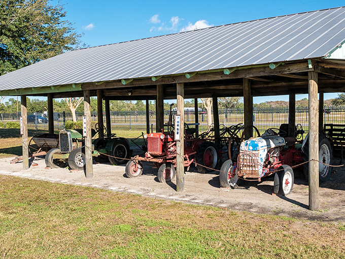These vintage tractors at Fort Christmas Historical Park tell the story of Florida's agricultural past before tourism took center stage.