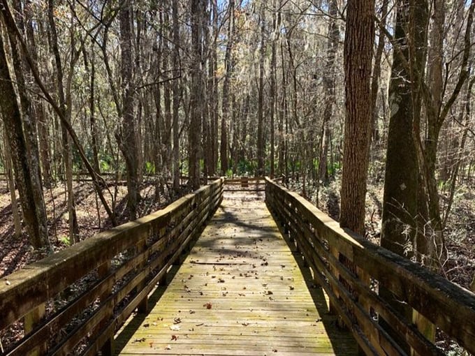 This wooden boardwalk isn't just a path &ndash; it's a bridge between everyday Florida and a hidden prehistoric world.