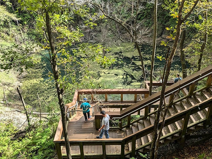 Devil's Millhopper's wooden boardwalk leads visitors down into another world &ndash; a miniature rainforest hidden inside a massive sinkhole.