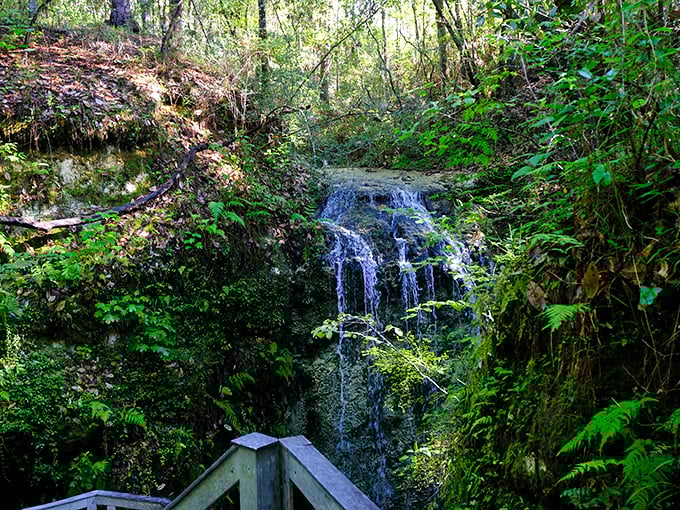 The pristine forest trail at Falling Waters State Park invites hikers to discover hidden sinkholes, longleaf pines, and eventually the park's namesake waterfall.