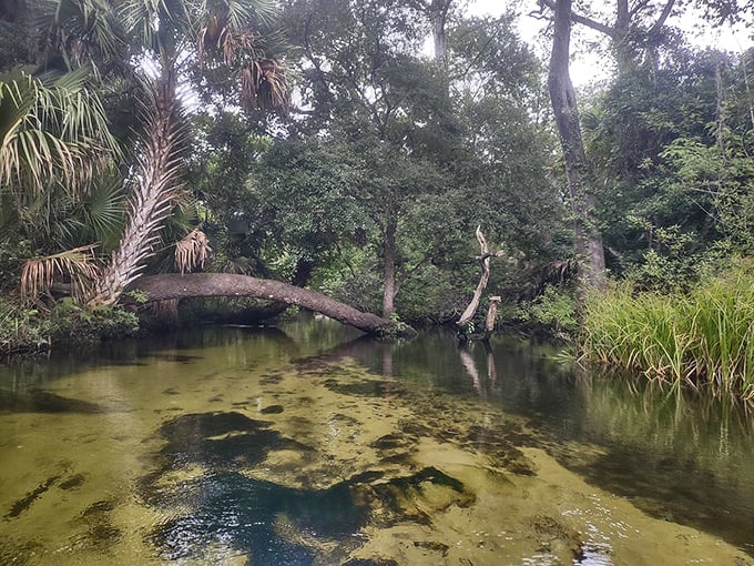 Where the headspring begins its seven-mile journey through wilderness so pristine it makes your average screensaver look photoshopped.