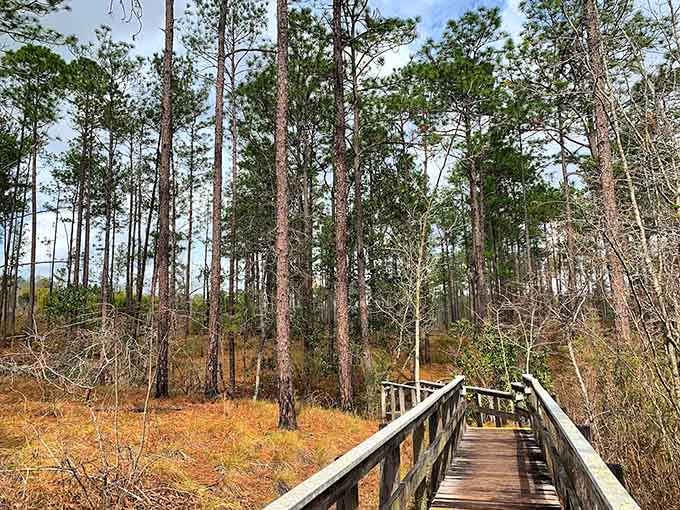 These towering pines stretch skyward like nature's skyscrapers, proving that Florida does vertical when it really wants to make a point about it.