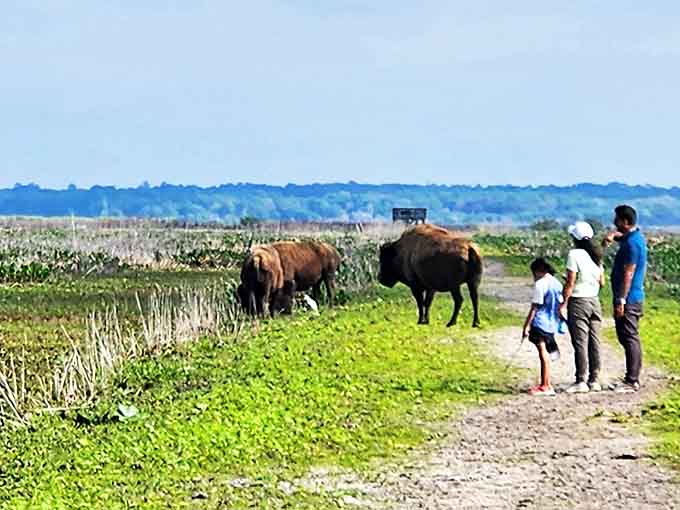 A family's wildlife encounter creates the kind of memory that outlasts any theme park souvenir.
