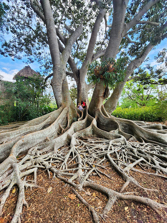 These banyan tree roots have more stories to tell than your uncle after his third glass of holiday eggnog.