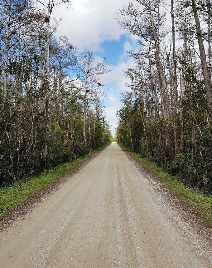 Bare cypress trees stand like sentinels in the water, their distinctive "knees" poking through the surface.