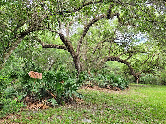 Ancient oaks stand guard over the property, their sprawling branches creating natural archways that lead visitors toward metallic wonders.
