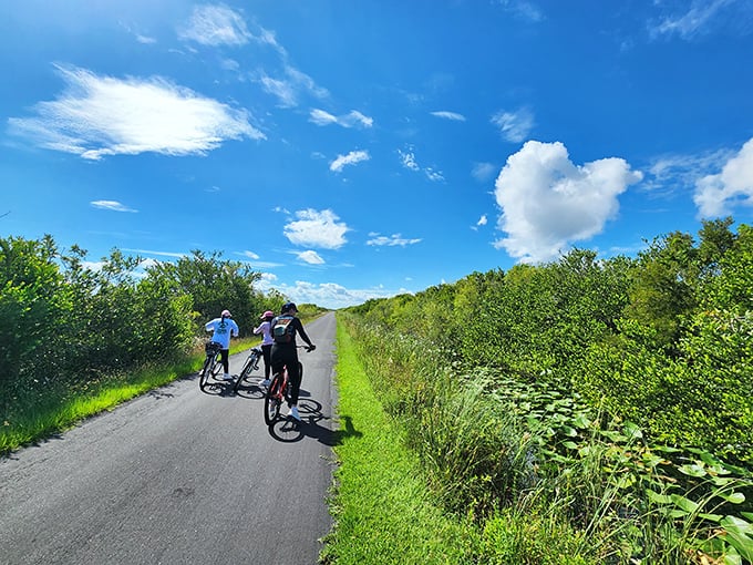 Cyclists navigate the trail through sawgrass prairies &ndash; burning calories while collecting memories that don't require refrigerator magnets.