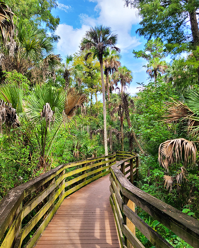 The boardwalk extends over wetlands, offering safe passage through fragile ecosystems while providing front-row views of Florida's wild side.