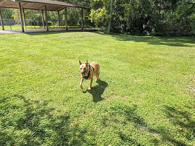 A four-legged explorer enjoys the open spaces near the scenic highway, where wildlife and domesticated friends alike find room to roam.