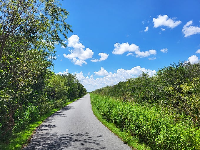 The trail unfolds like a ribbon through the sawgrass prairie, under skies so vast they make your problems seem delightfully insignificant.