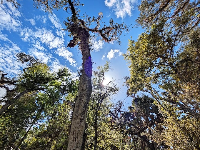 Look up! Ancient trees reach for the heavens, their branches telling stories of Florida long before mouse ears and roller coasters.