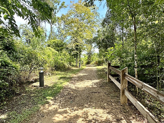 Sunlight filters through the forest canopy, creating a dappled pathway that invites visitors to discover Florida's wilder side.