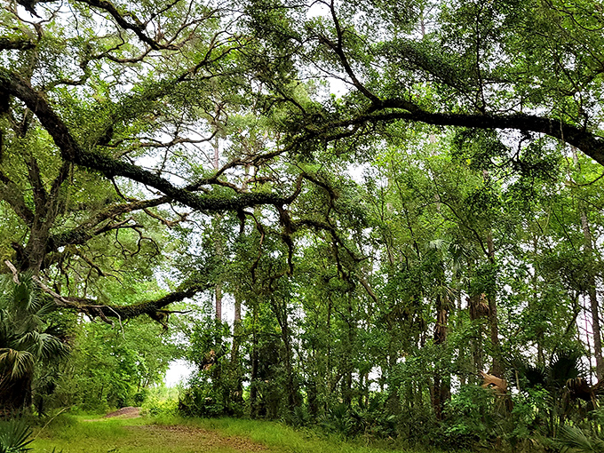 Ancient oak branches create nature's cathedral ceiling, their sprawling limbs reaching out like welcoming arms.