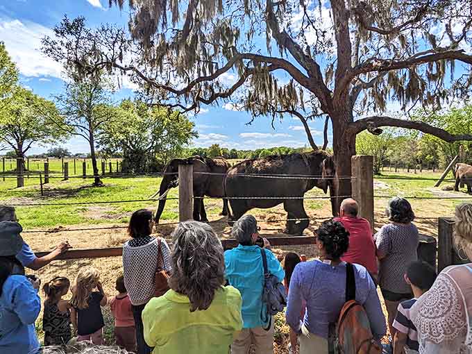 Visitors gather at the fence line, experiencing the rare joy of watching elephants interact just feet away from their awestruck faces.