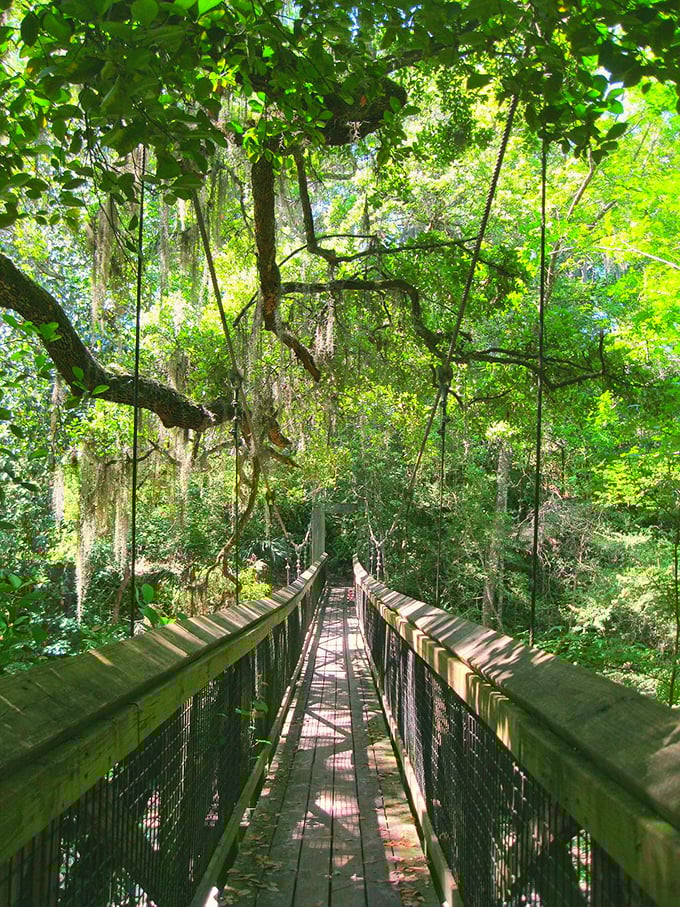 Sunlight illuminates the lush forest canopy at Ravine Gardens State Park, where wooden walkways allow visitors to explore the steep-sided ravines without disturbing delicate ecosystems.