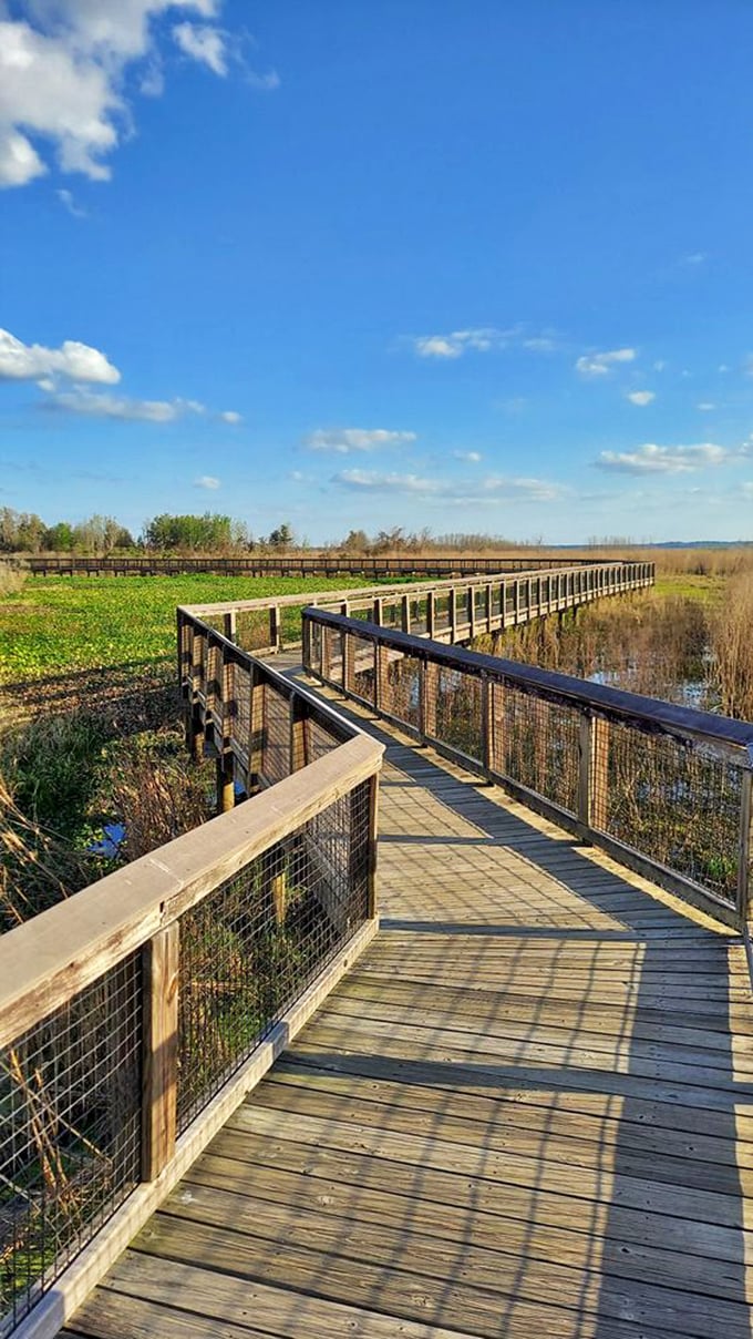 The elevated boardwalk creates a perfect balance &ndash; immersing you in wilderness while keeping your feet dry and the alligators at a respectful distance.