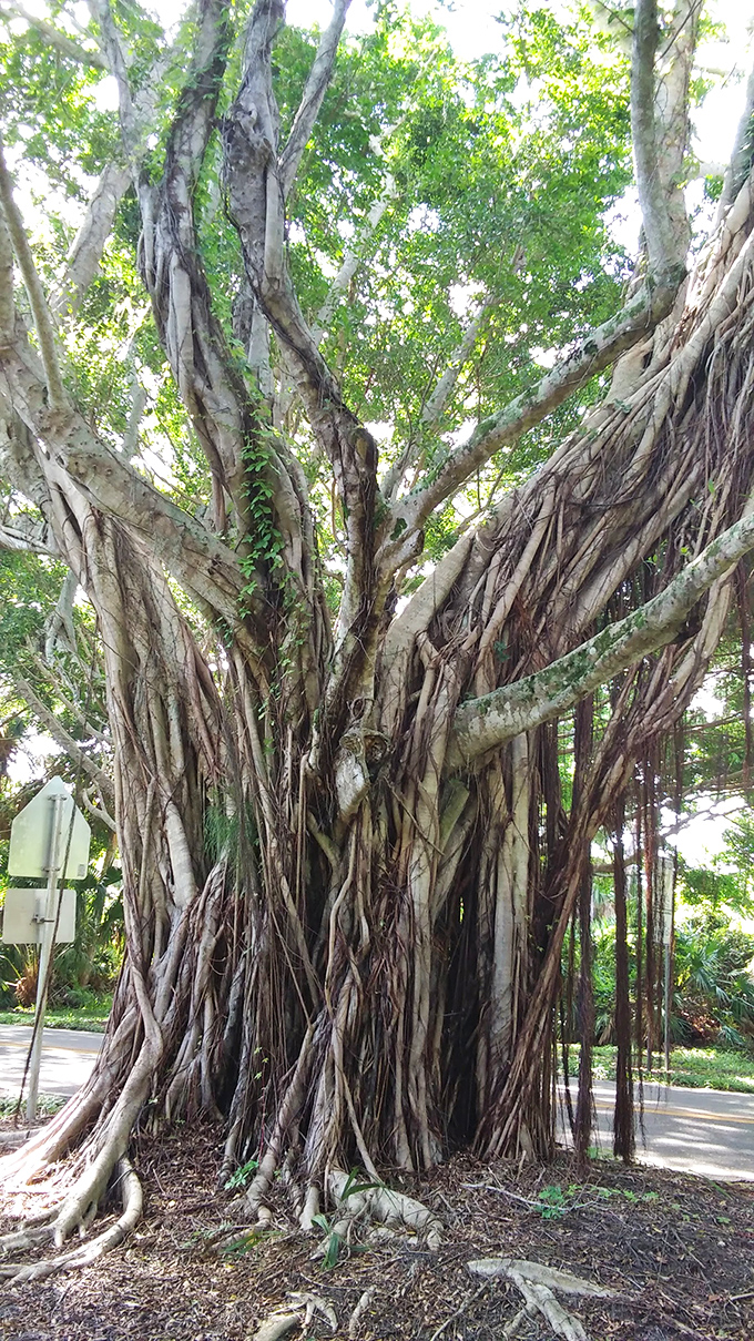 This magnificent banyan showcases its impressive root system, like nature's own version of architectural support beams.