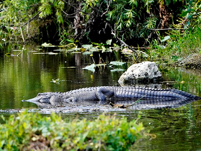 Meet the locals! This prehistoric sunbather hasn't moved in hours – living his best life in nature's spa.