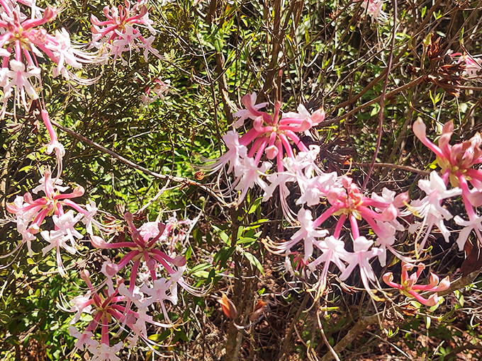Delicate pink wildflowers burst forth like nature's fireworks display, adding splashes of color to Rice Creek's green palette.