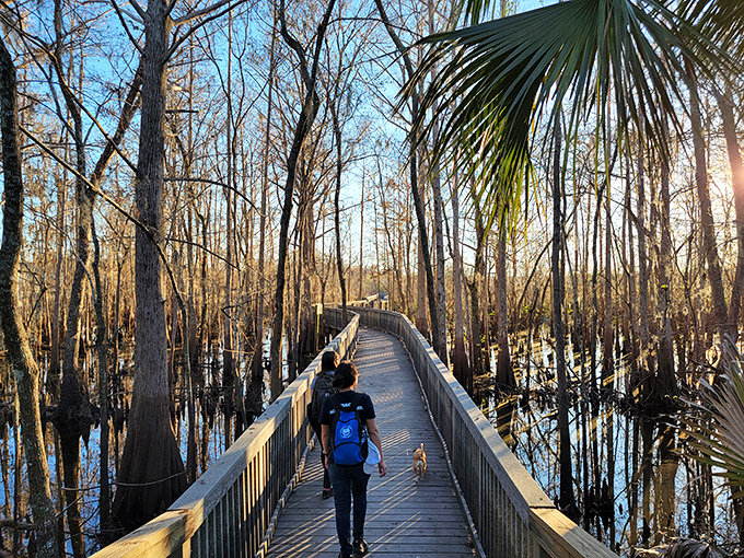 Hikers traverse the boardwalk, dwarfed by the surrounding cypress forest and swampy wilderness.