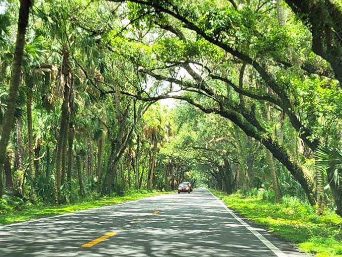 Massive oaks stretch their limbs across the roadway, creating a natural archway that's been centuries in the making.