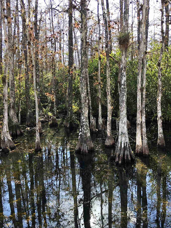 Murky waters conceal a complex ecosystem beneath, where fish, amphibians, and reptiles thrive in primordial harmony.