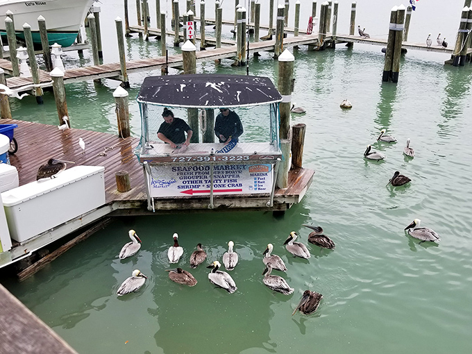 Nature's most patient diners gather around the seafood market, their beady eyes locked on potential leftovers like feathered food critics.