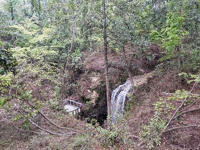 The swimming area offers a refreshing escape from Florida heat without the salt, waves, or surprise jellyfish encounters that come with beach visits.