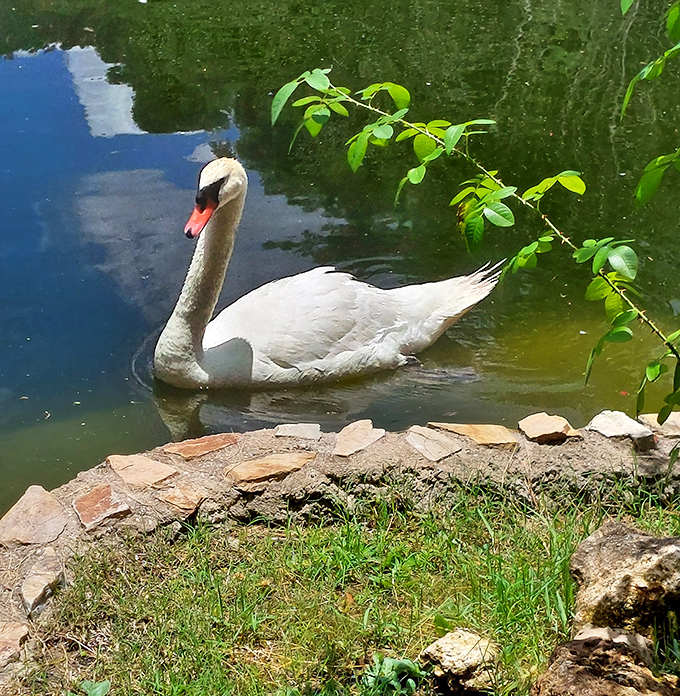The resident swan glides across emerald waters with the kind of effortless grace that makes even the garden's beauty pale in comparison.
