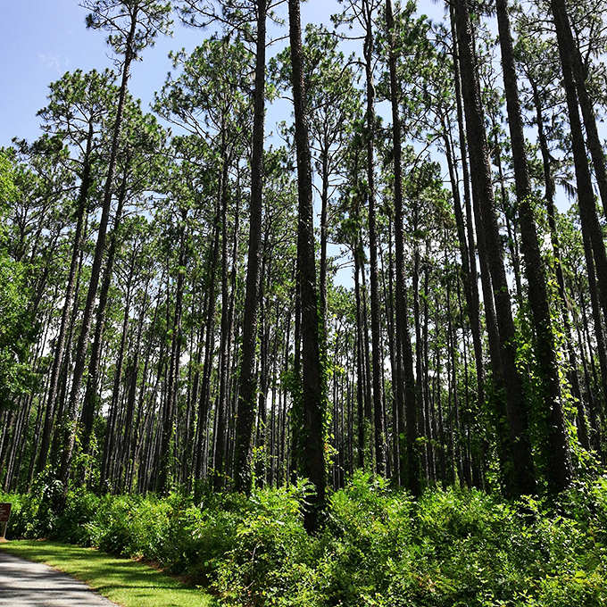 Towering pines stand sentinel, their slender trunks creating nature's own cathedral ceiling above the park trails.