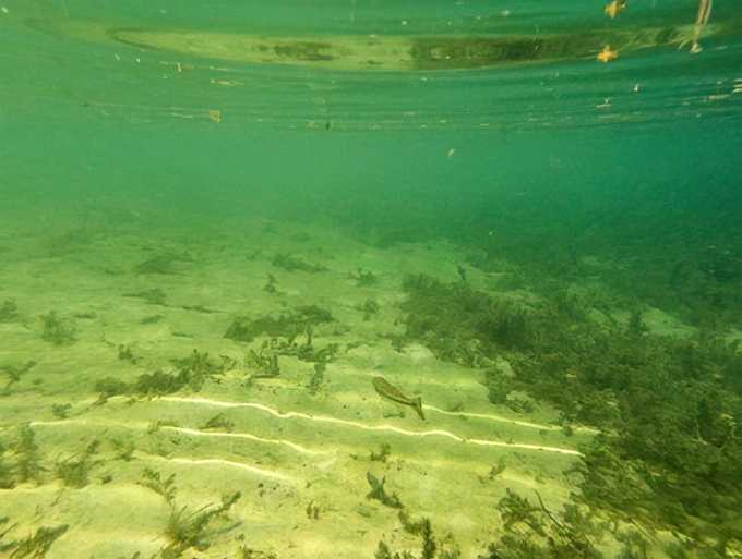 Underwater: Beneath the surface lies another world entirely&mdash;crystal visibility reveals nature's artwork carved in limestone over thousands of years.