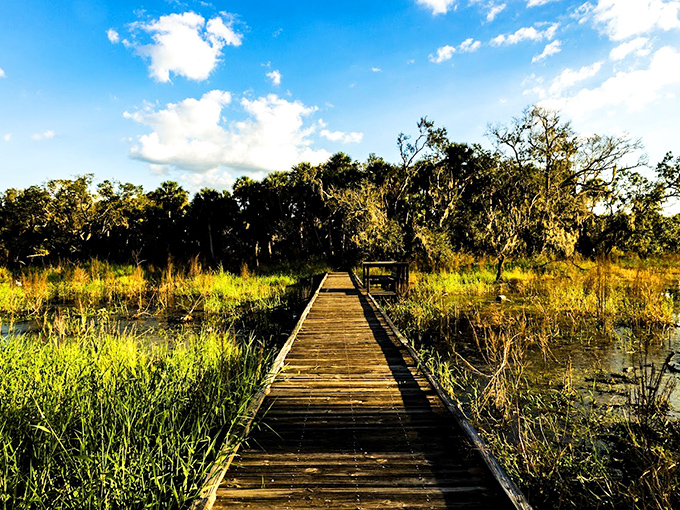This weathered boardwalk stretches across Myakka's wetlands, offering front-row seats to nature's daily performance without getting your feet wet.
